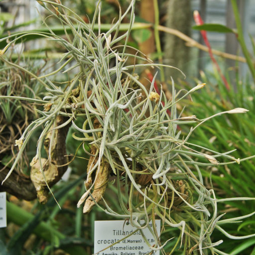 Tillandsia Crocata Plant Care & How to Grow, Water