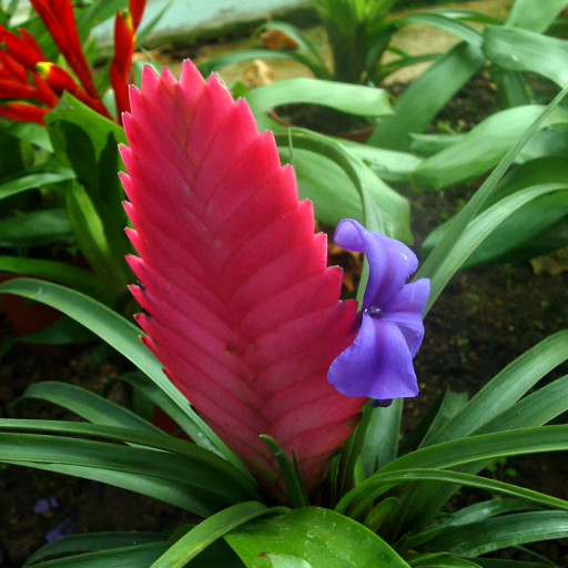 Tillandsia Cyanea Plant Care & How to Grow, Water