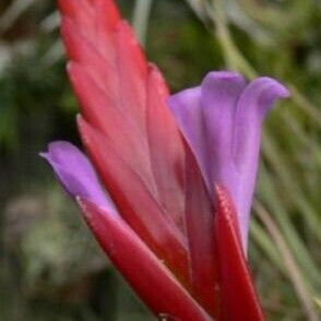 Tillandsia Dura Plant Care & How to Grow, Water