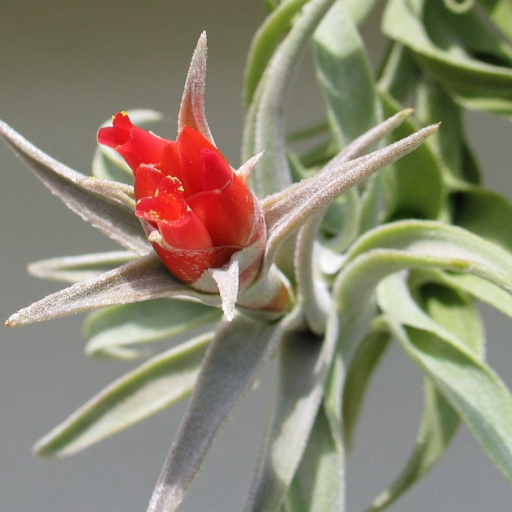 Tillandsia Edithae Plant Care & How to Grow, Water