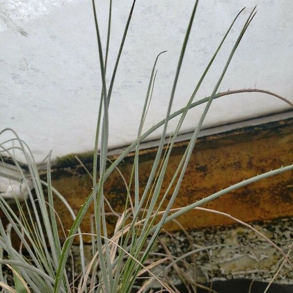 Tillandsia Elizabethae Care Guide: Water, Soil & Propagation - Plantiary