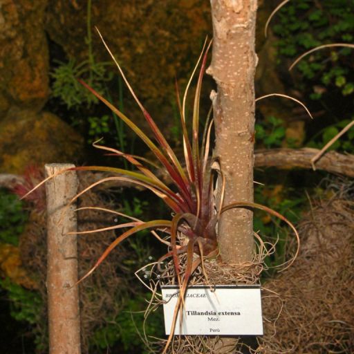 Tillandsia Extensa Plant Care & How to Grow, Water