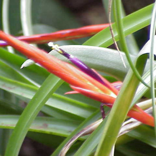 Tillandsia Flabellata Plant Care & How to Grow, Water