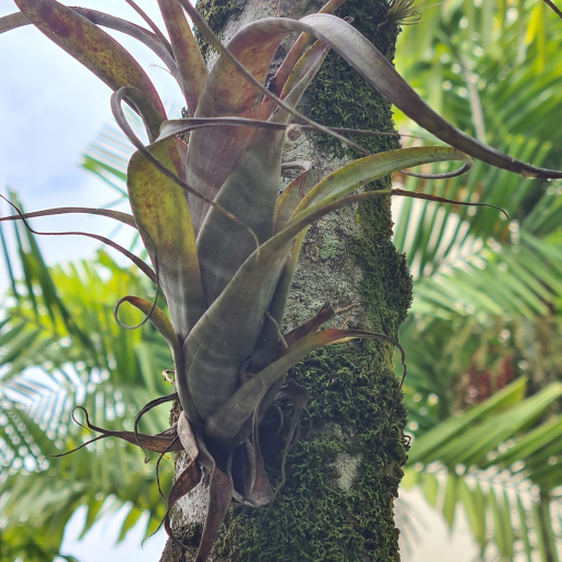 Twisted Airplant (Tillandsia Flexuosa) Care Guide: Water, Soil ...