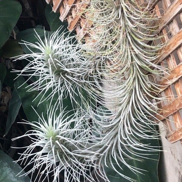 Air (Tillandsia Heteromorpha) Plant Care & How to Grow, Water