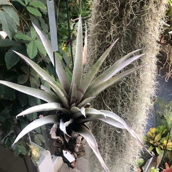 Tillandsia Mima Plant Care & How to Grow, Water