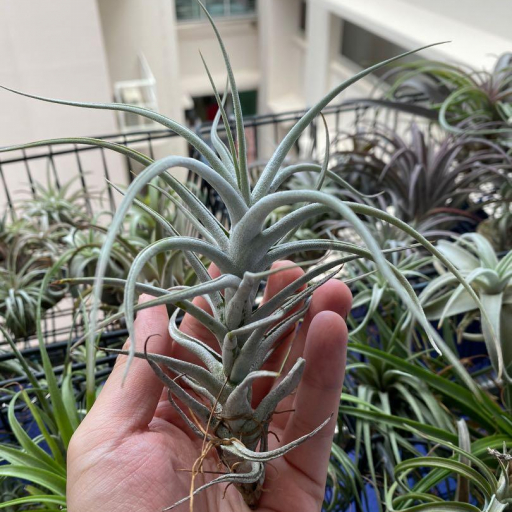 Tillandsia Mitlaensis Care Guide: Water, Soil & Propagation - Plantiary