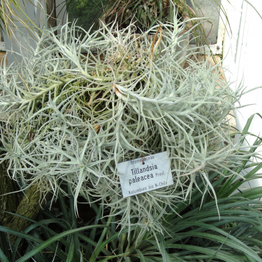 Tillandsia Paleacea Plant Care & How to Grow, Water