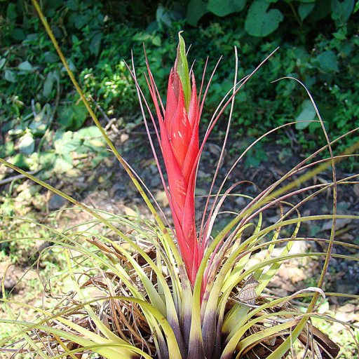 పీత కొండి (Tillandsia Punctulata) Plant Care & How to Grow, Water