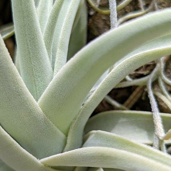 Tillandsia Reducta Plant Care & How to Grow, Water