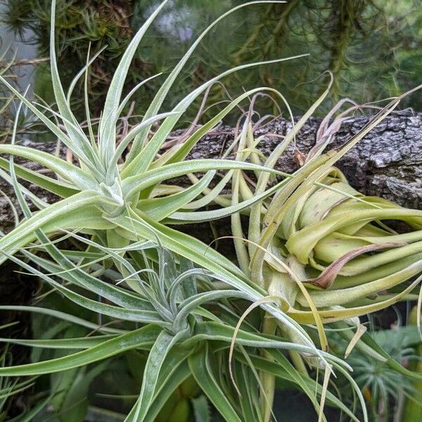 Air (Tillandsia Straminea) Plant Care & How to Grow, Water