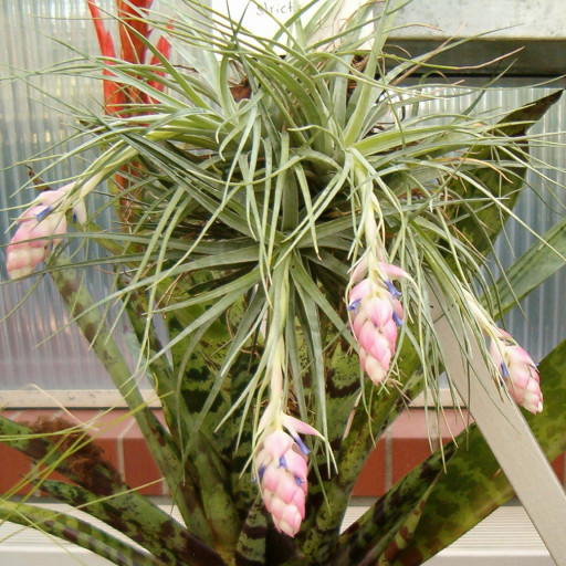 Airplant (Tillandsia Stricta) Plant Care & How to Grow, Water