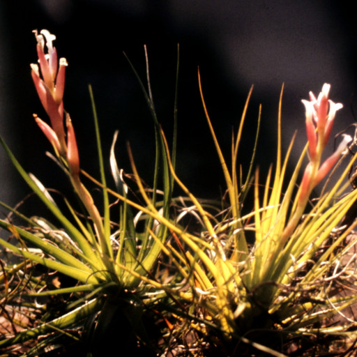 Tillandsia (Tillandsia Tenuifolia) Plant Care & How to Grow, Water
