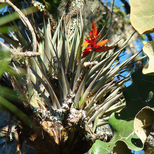 Tillandsia Turneri Plant Care & How to Grow, Water