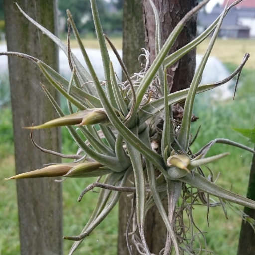 Tillandsia Xiphioides Plant Care & How to Grow, Water