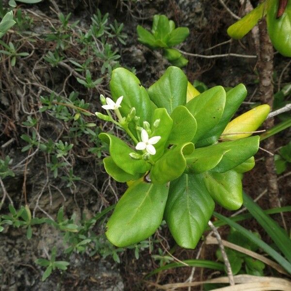 Timonius Uniflorus Plant Care & How to Grow, Water