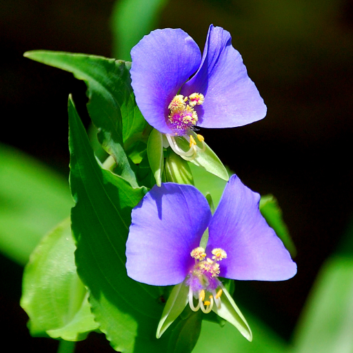 False Dayflower (Tinantia Anomala) Plant Care & How to Grow, Water