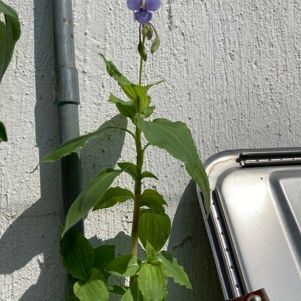 Upright Tinantia (Tinantia Erecta) Plant Care & How to Grow, Water