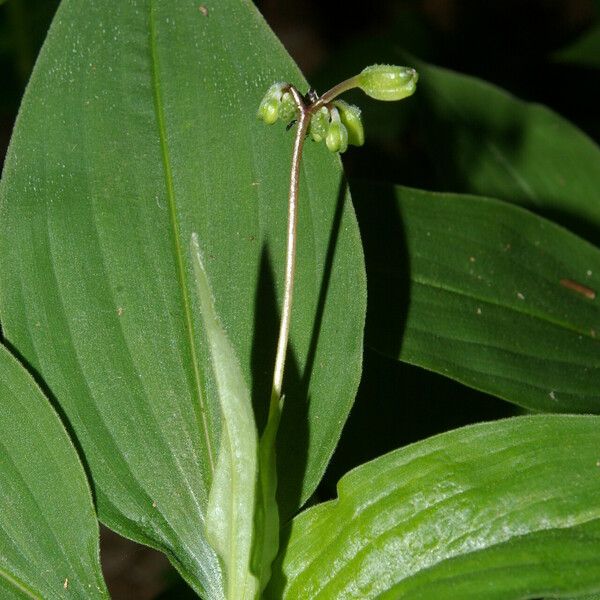 Tinantia Longipedunculata Plant Care & How to Grow, Water