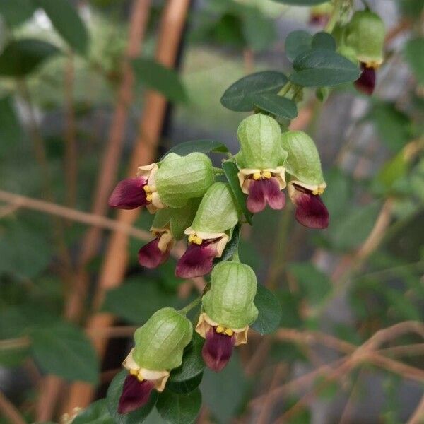 Black Sunbell (Tinnea Aethiopica) Plant Care & How to Grow, Water