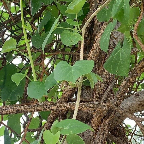 Senegal Root (Tinospora Bakis) Plant Care & How to Grow, Water