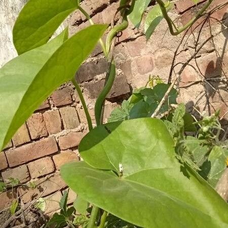 Makabuhai (Tinospora Crispa) Plant Care & How to Grow, Water