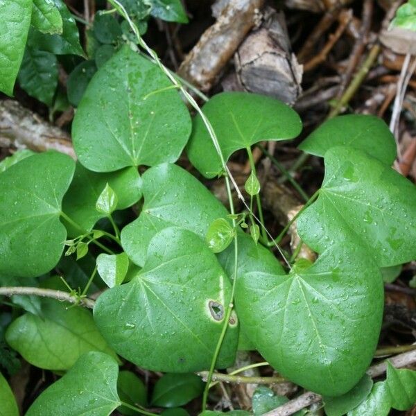 Tinospora Neocaledonica Care Guide: Water, Soil & Propagation - Plantiary