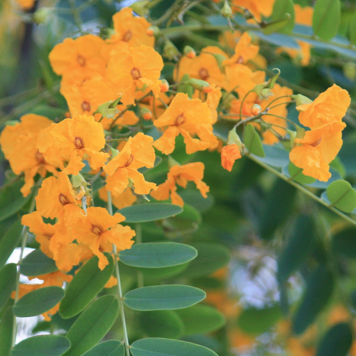 Tipu Tree (Tipuana Tipu) Plant Care & How to Grow, Water