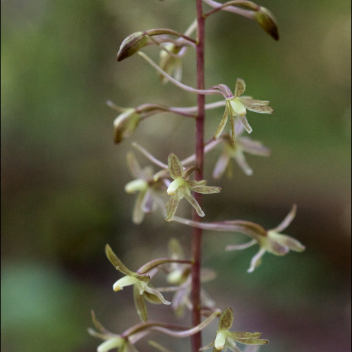 Crippled Cranefly (Tipularia Discolor) Plant Care & How to Grow, Water