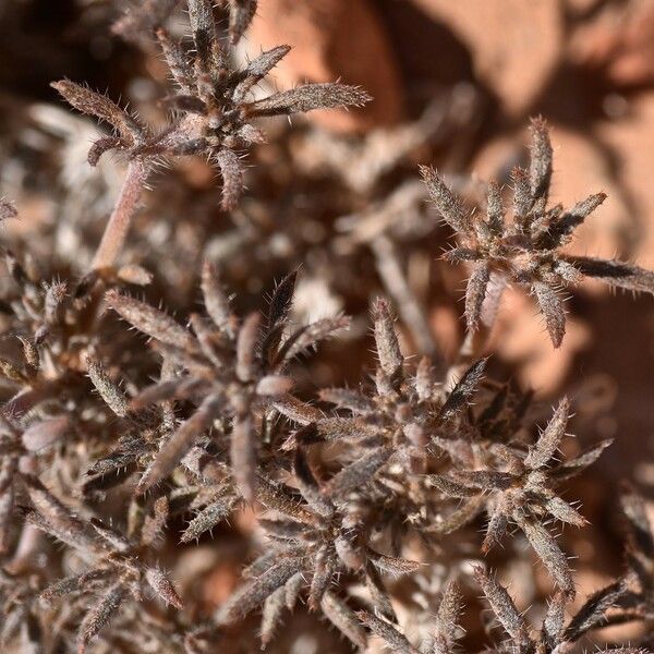 Matted Crinklemat (Tiquilia Latior) Plant Care & How to Grow, Water