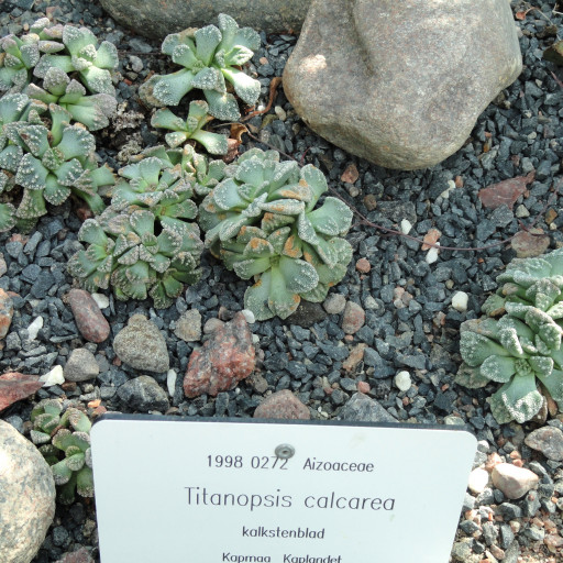 Concrete Leaf (Titanopsis Calcarea) Plant Care & How to Grow, Water
