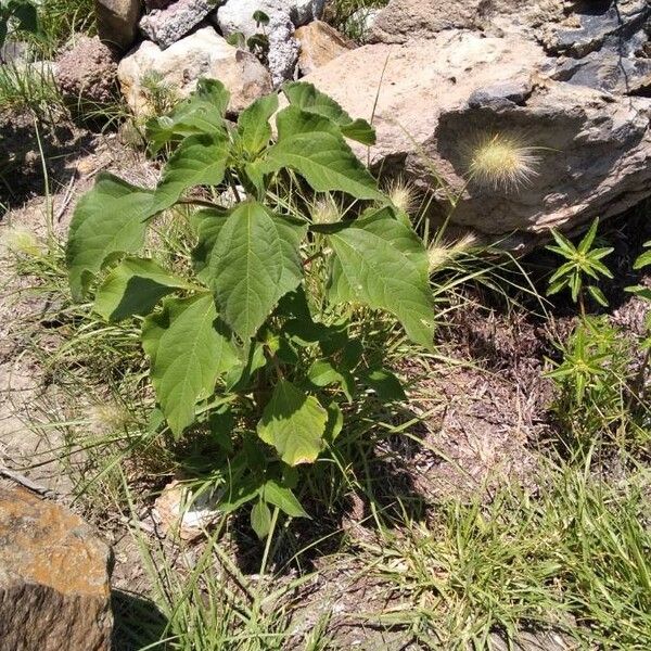 Acahual (Tithonia Tubaeformis) Care Guide: Water, Soil & Propagation ...