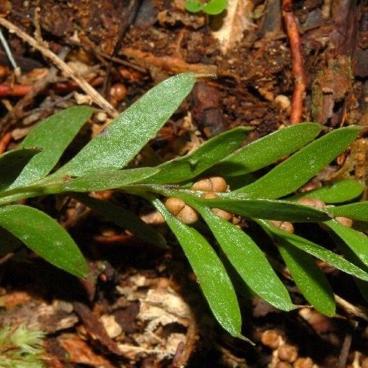 Tmesipteris Sigmatifolia Care Guide: Water, Soil & Propagation - Plantiary