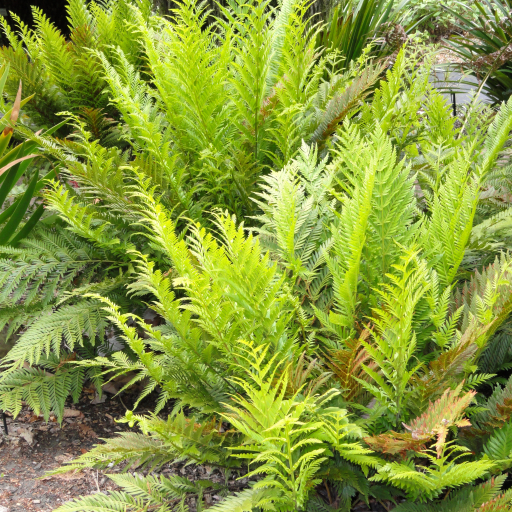 King Fern (Todea Barbara) Plant Care & How to Grow, Water
