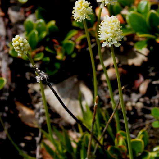 Scottish False Asphodel (Tofieldia Pusilla) Care Guide: Water, Soil ...