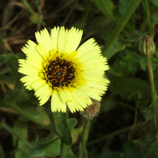 European Umbrella Milkwort (Tolpis Barbata) Plant Care & How to Grow, Water