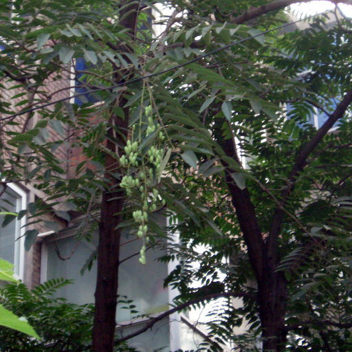 Chinese Mahogany (Toona Sinensis) Plant Care & How to Grow, Water