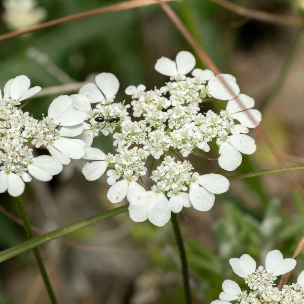 Aegean Hartwort (Tordylium Aegaeum) Care Guide: Water, Soil ...