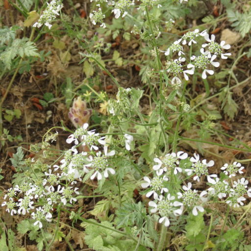Mediterranean Hartwort (Tordylium Apulum) Plant Care & How to Grow, Water