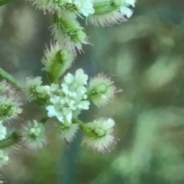 Red Hedge-parsley (Torilis Africana) Plant Care & How to Grow, Water