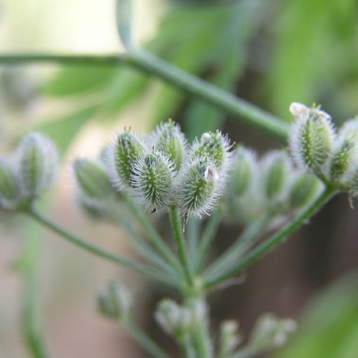 Spreading Hedgeparsley (Torilis Arvensis) Plant Care & How to Grow, Water