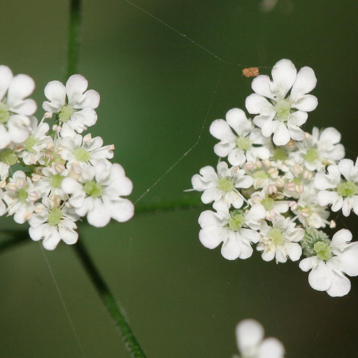 Hedge Parsley (Torilis Japonica) Plant Care & How to Grow, Water