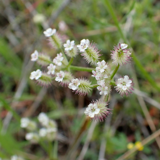 Bristlefruit Hedge Parsley (Torilis Leptophylla) Plant Care & How to ...