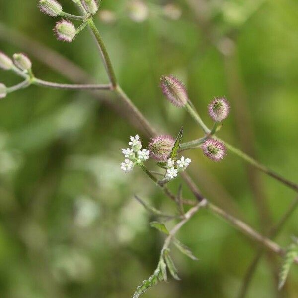 Rough Hedgeparsley (Torilis Scabra) Plant Care & How to Grow, Water