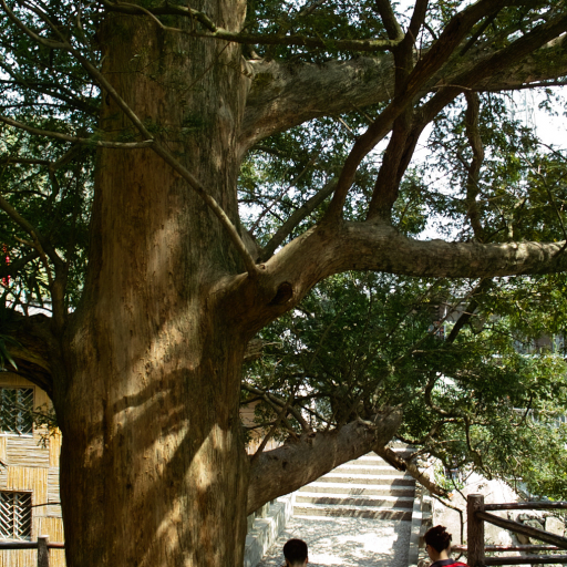 Chinese Nutmeg Tree (Torreya Grandis) Plant Care & How to Grow, Water