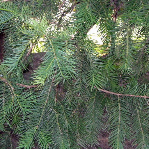 Japanese Torreya (Torreya Nucifera) Plant Care & How to Grow, Water