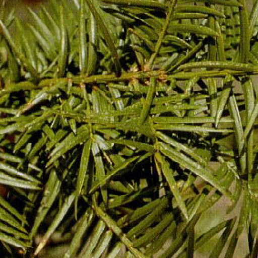 Florida Nutmeg (Torreya Taxifolia) Plant Care & How to Grow, Water