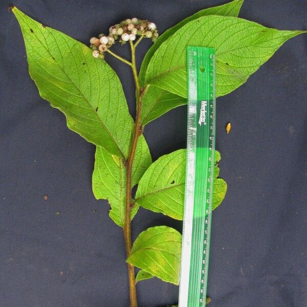 Tournefortia Cuspidata Plant Care & How to Grow, Water