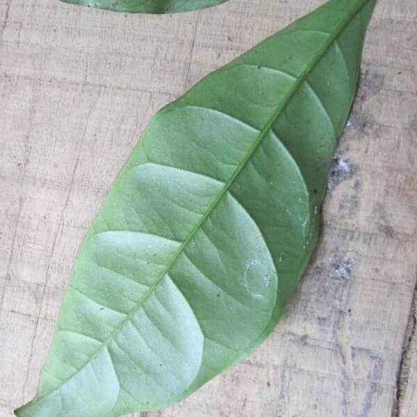 Tovomita Brasiliensis Plant Care & How to Grow, Water