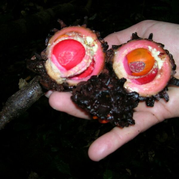 Tovomita Gazelii Plant Care & How to Grow, Water